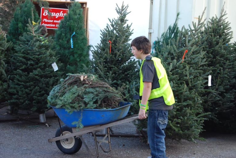 Christmas Tree Lot | Real Christmas Trees | Custom Cut Christmas Tree